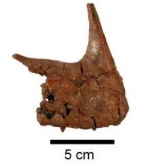Rareresource: 'Earth Claw': New Species of Vegetarian Dinosaur Close to ...