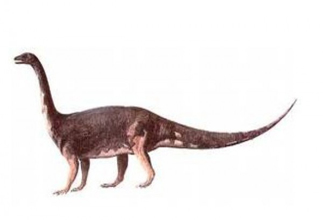 Lessemsaurus dinosaurs , facts | pictures -Lessemsaurus habitat.