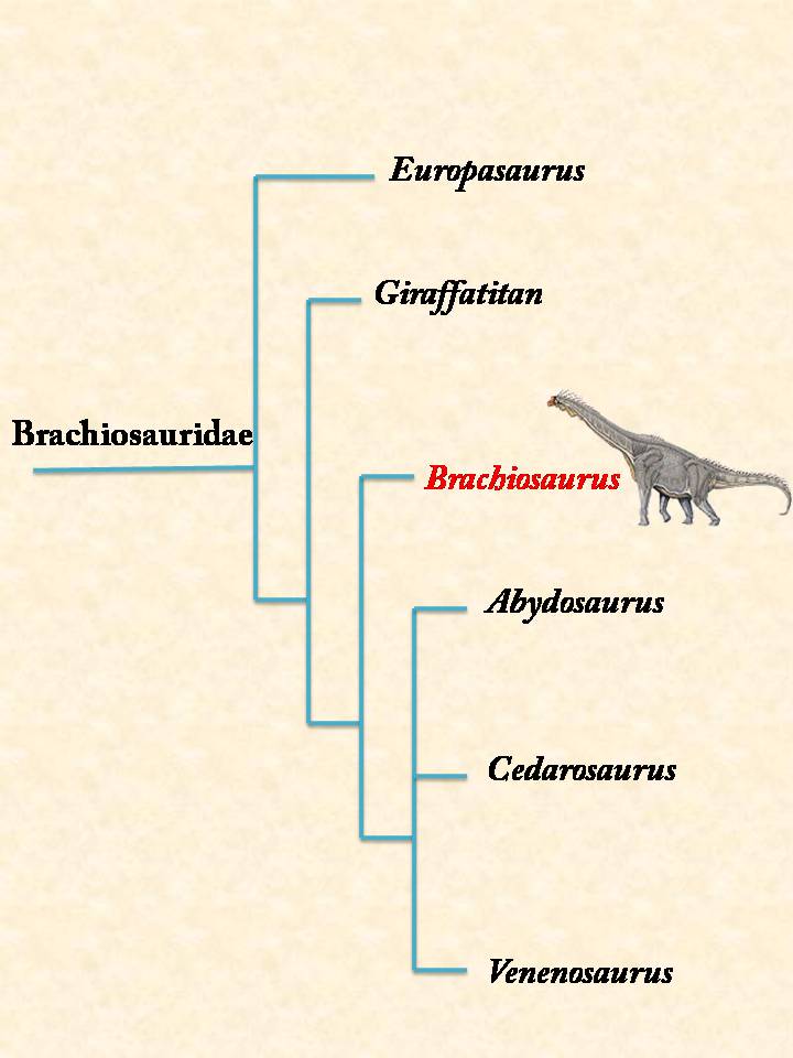 Brachiosaurus Dinosaur, facts | pictures - Brachiosaurus habitat.