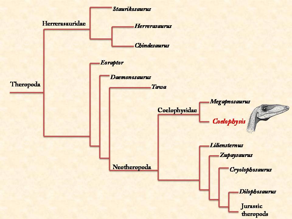 Coelophysis Dinosaur, facts | information - Coelophysis bauri.